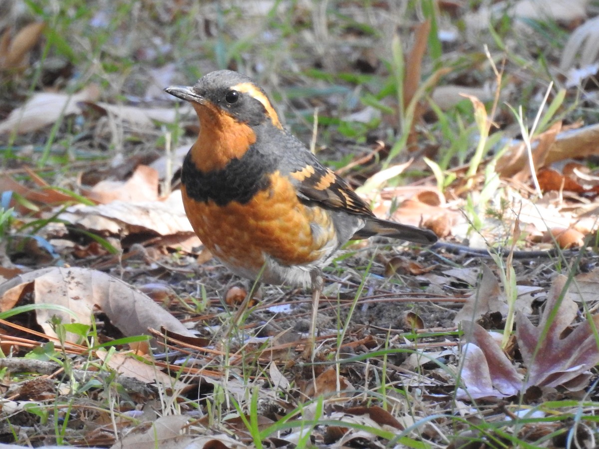 eBird Checklist - 22 Nov 2022 - stakeout Varied Thrush, Funnell Street ...