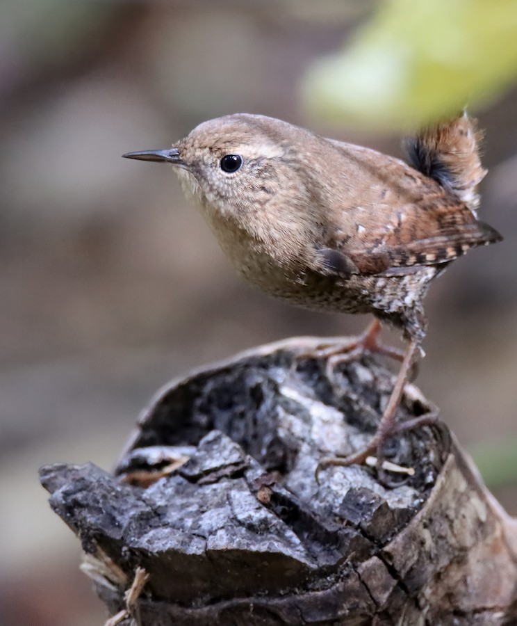 Chochín/Cucarachero sp. - eBird