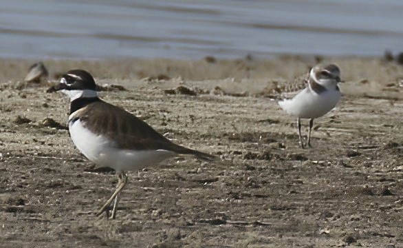 eBird Checklist - 22 Nov 2022 - Turlock Lake SRA--north shore day use ...
