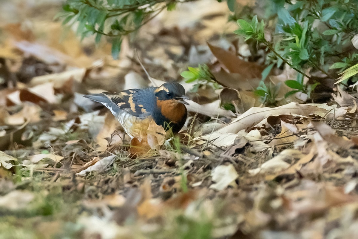 eBird Checklist - 22 Nov 2022 - stakeout Varied Thrush, Funnell Street (2022) - 6 species