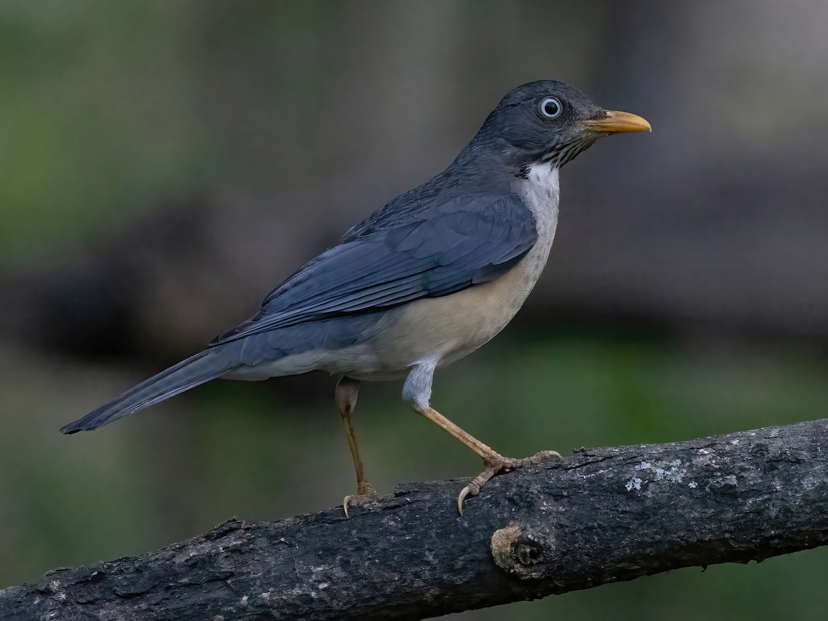 Plumbeous-backed Thrush - Turdus reevei - Birds of the World