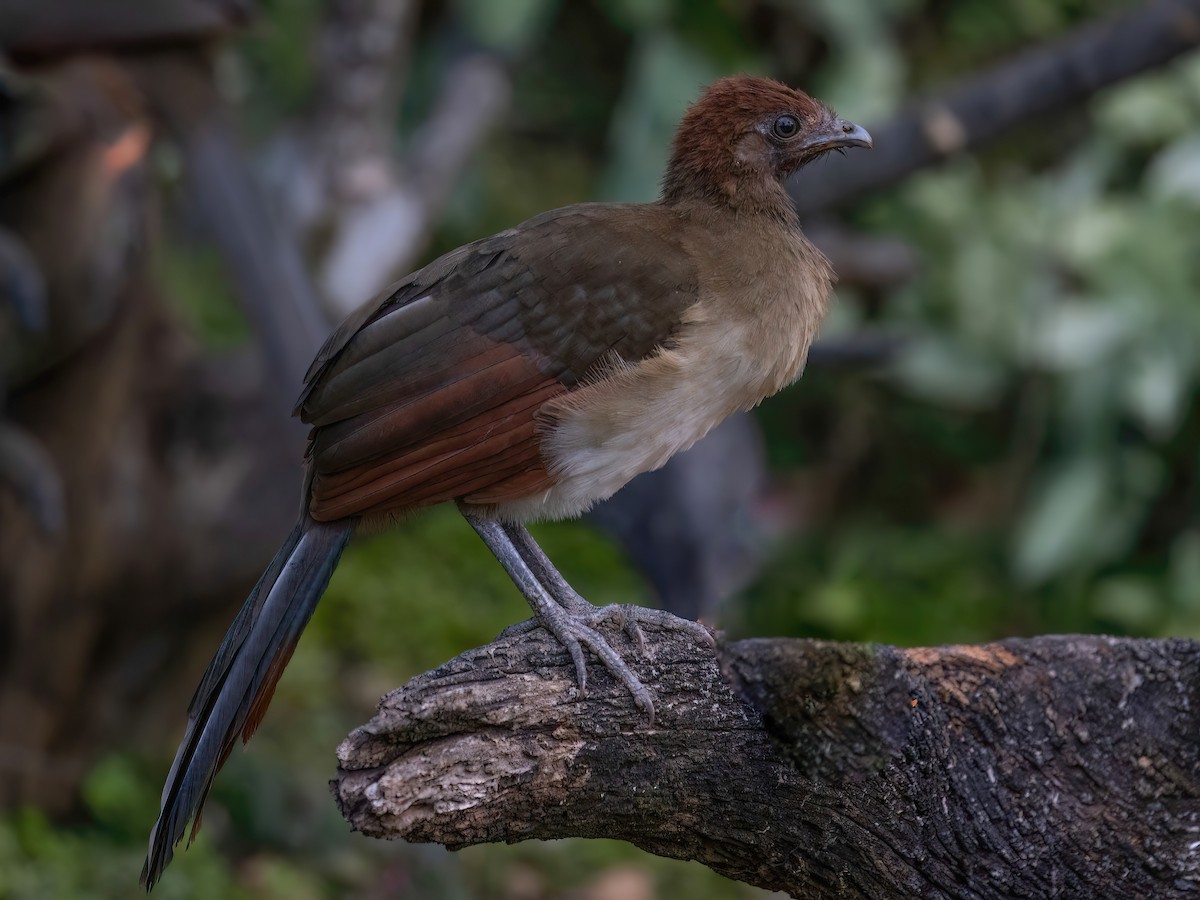 Rufous-headed Chachalaca - Ortalis erythroptera - Birds of the World