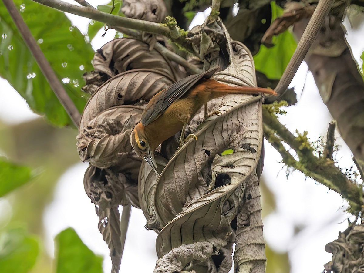 Slaty-winged Foliage-gleaner - Neophilydor fuscipenne - Birds of the World