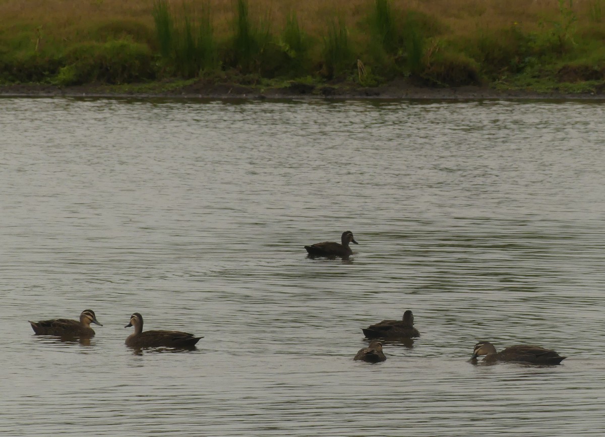 eBird Checklist - 23 Nov 2022 - Oxley Creek Common - 50 species