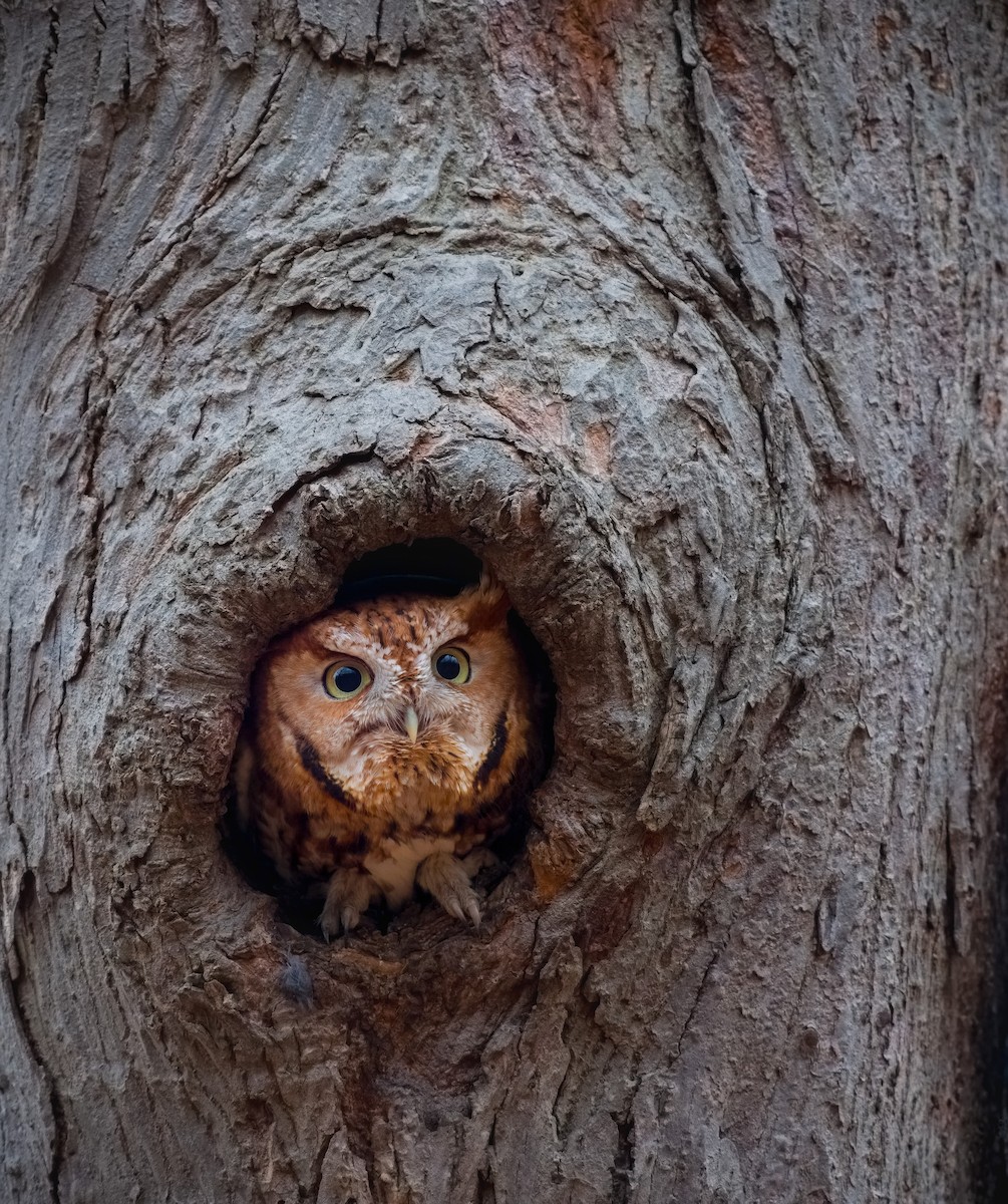 eBird Checklist - 7 Apr 2022 - Salt Creek Park Forest Preserve - 1 species