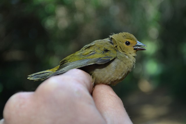 Photos - Green Tinkerbird - Pogoniulus simplex - Birds of the World