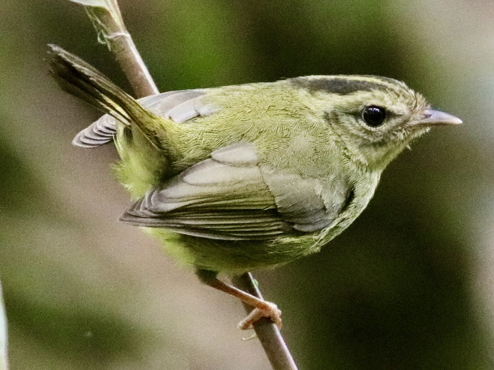 Tacarcuna Warbler - eBird