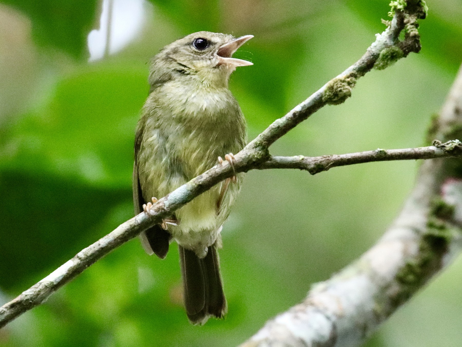 Reinita de Tacarcuna - eBird