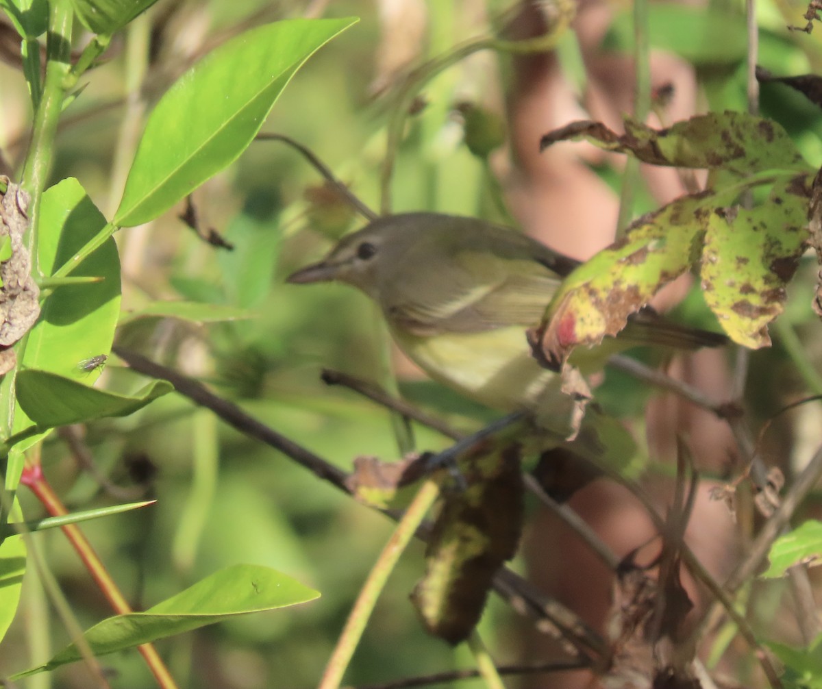 eBird Checklist - 23 Nov 2022 - Chapman Botanical Garden - 16 species