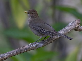 Ecuadorian Thrush - Turdus maculirostris - Birds of the World