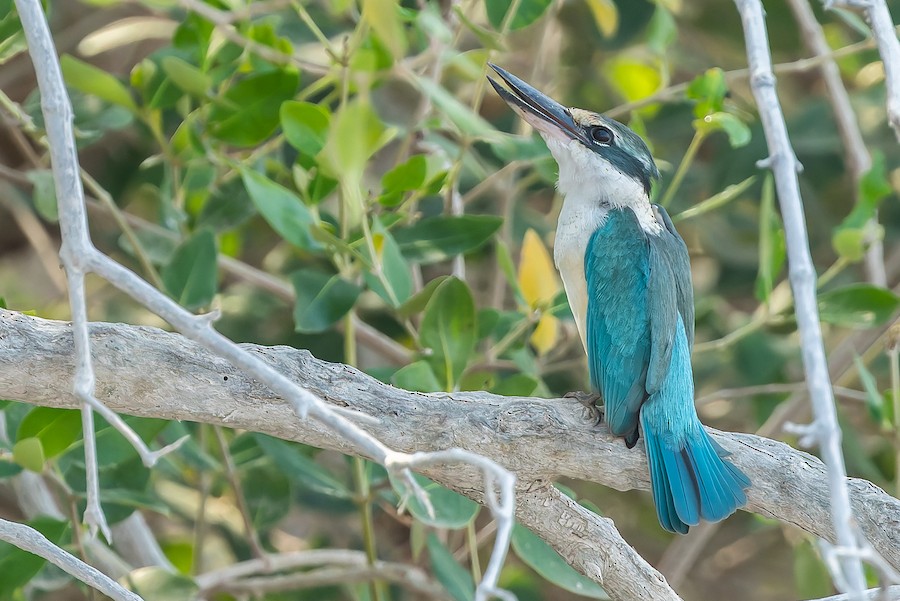 Collared Kingfisher (Arabian) - eBird