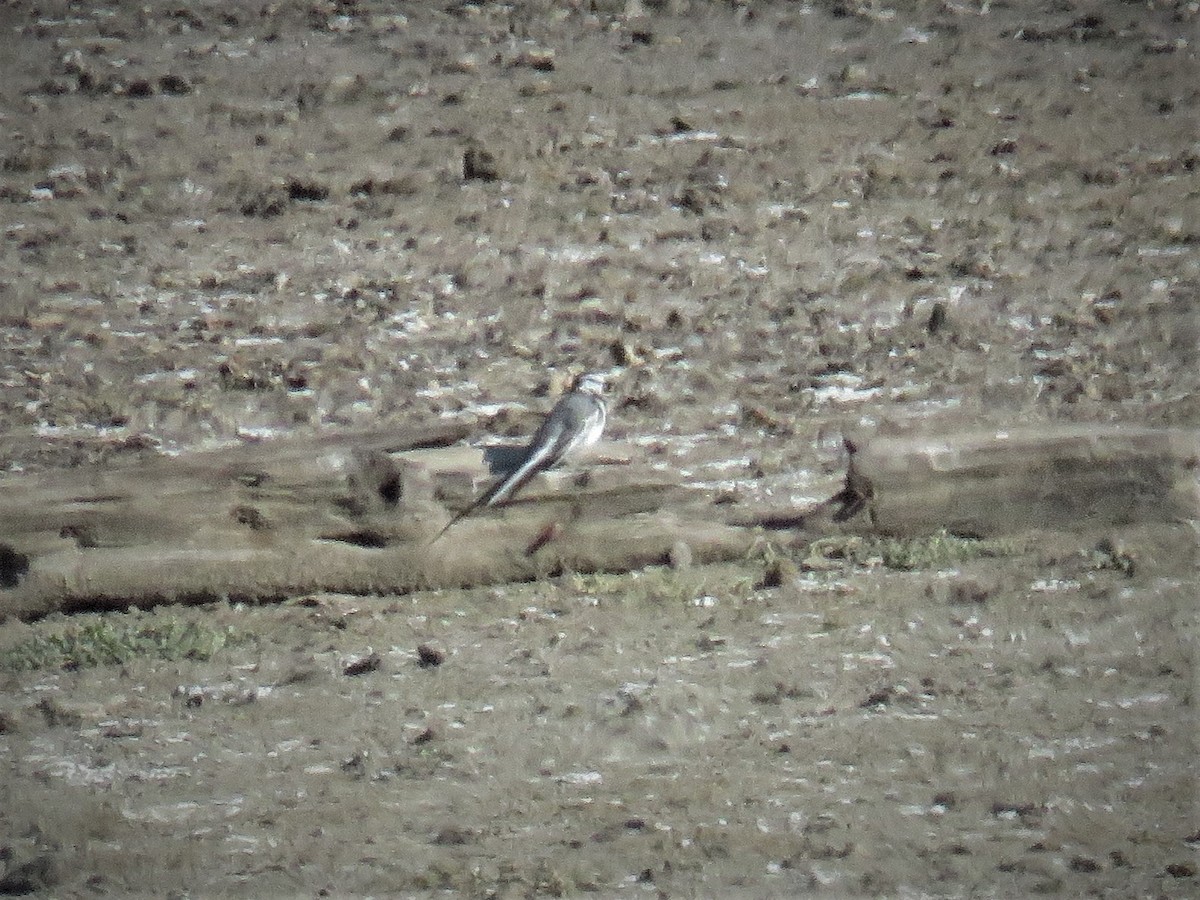 eBird Checklist - 23 Nov 2022 - Petaluma Marsh WA--Novato Creek Unit ...