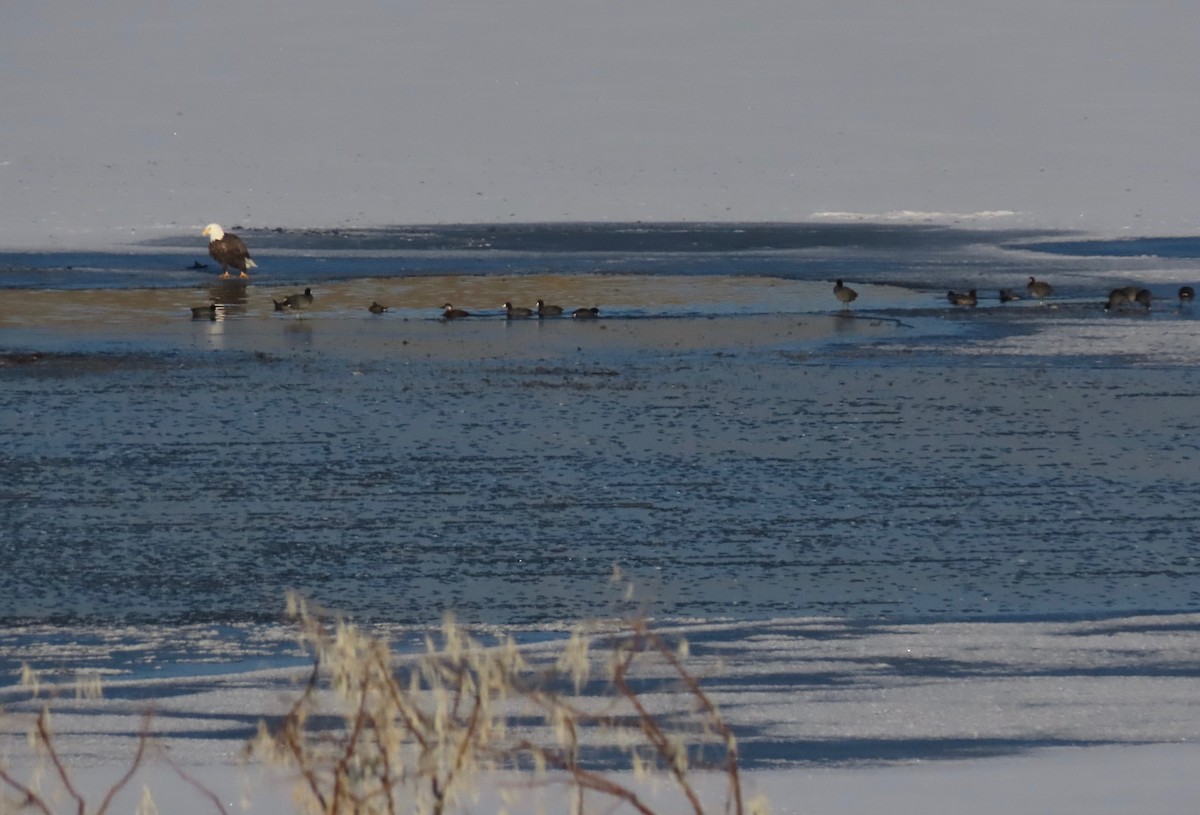 eBird Checklist - 22 Nov 2022 - Dry Lake - 9 species