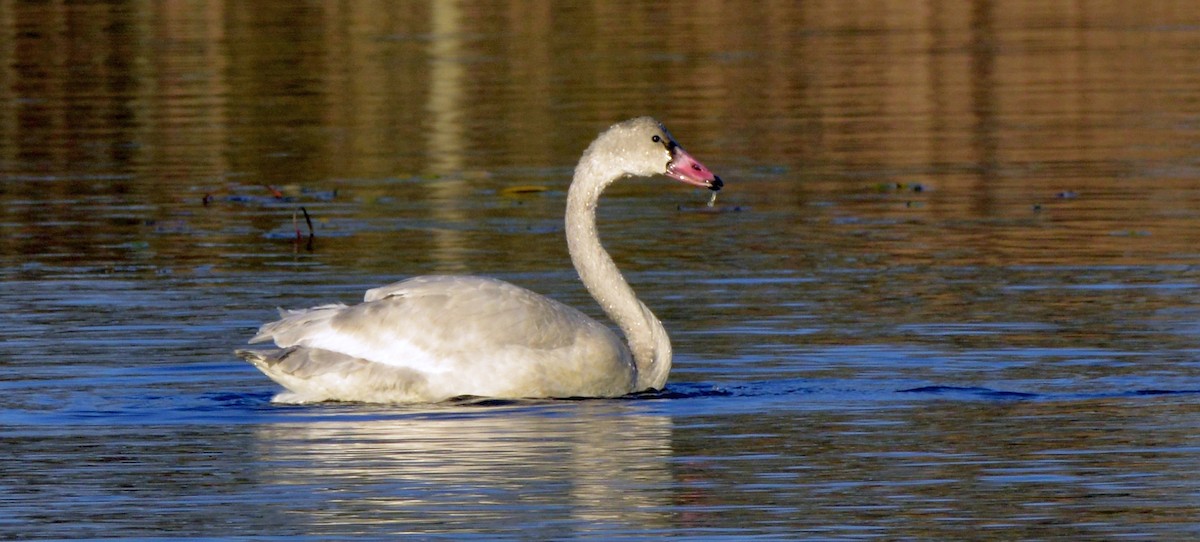 New Jersey eBird Checklist - 23 Nov 2022 - Edwin B. Forsythe NWR ...