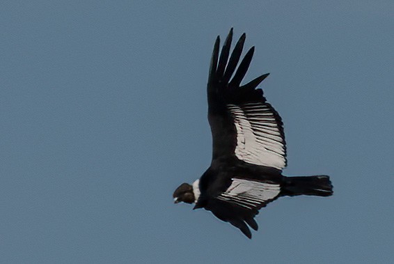 eBird Checklist - 30 Oct 2022 - Condor and Buzzard Eagle site. - 2 species