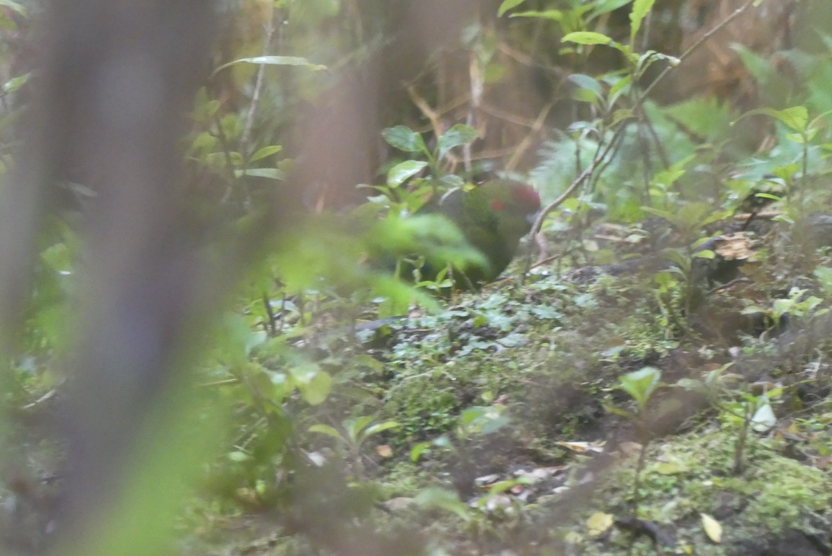 eBird Checklist - 28 Feb 2019 - Enderby Island - 25 species