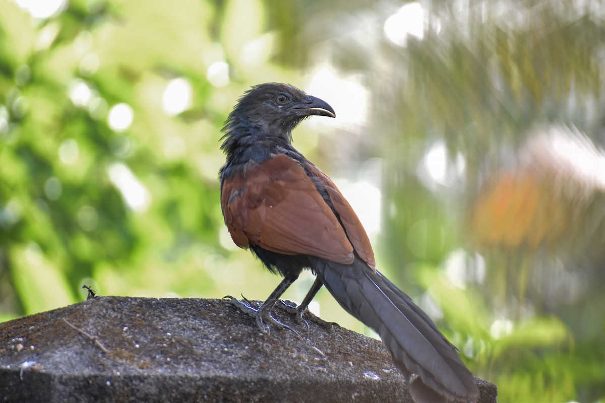 ML506725801 Greater Coucal (Southern) Macaulay Library
