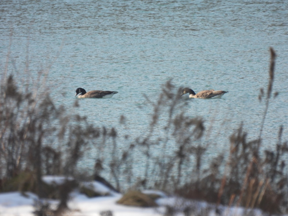 eBird Checklist - 24 Nov 2022 - Coldstream Quarry/Lobo Quarry - 6 species
