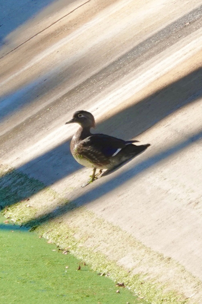 eBird Checklist - 24 Nov 2022 - Prescott Preserve - 36 species