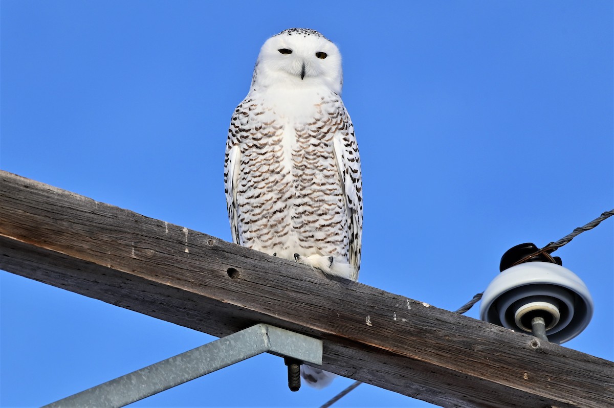 eBird Checklist - 20 Nov 2022 - RR 253 and Twp 290 - 1 species