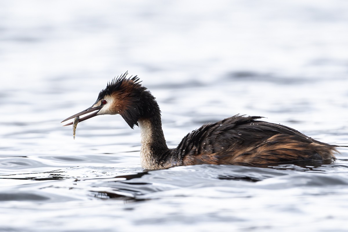 eBird Australia Checklist - 25 Nov 2022 - Lysterfield Park - 51 species