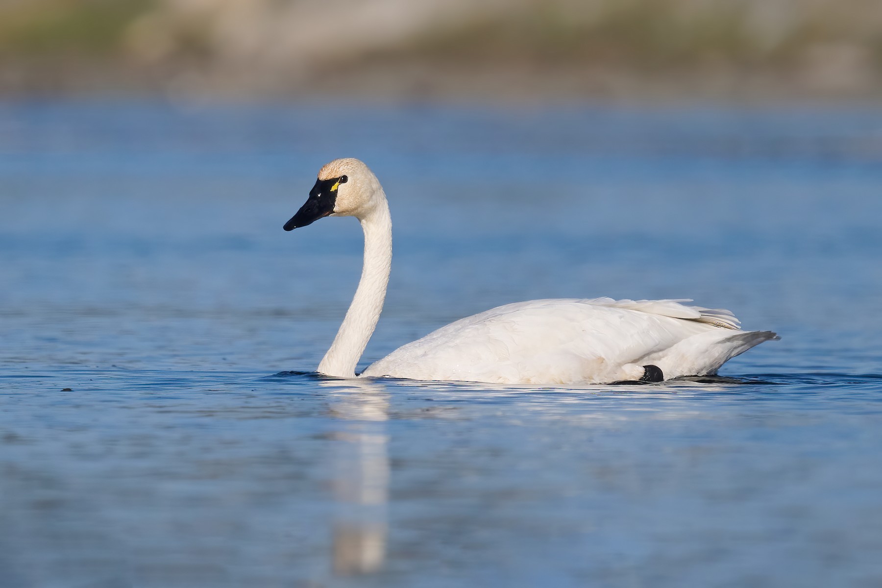 Tundra Swan (Whistling) - eBird