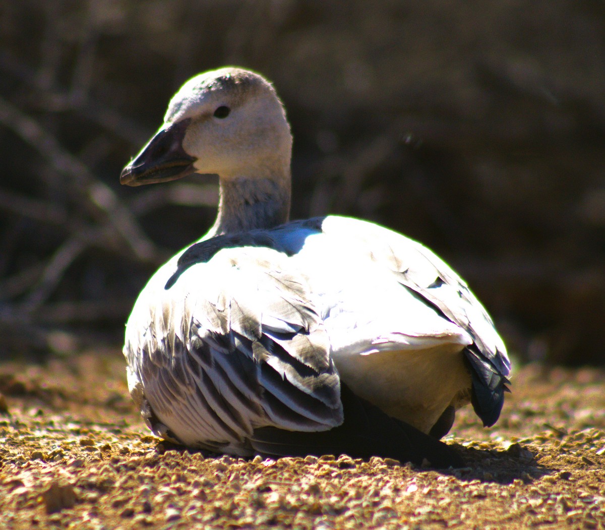 eBird Checklist - 23 Nov 2022 - Riparian Preserve at Gilbert Water ...