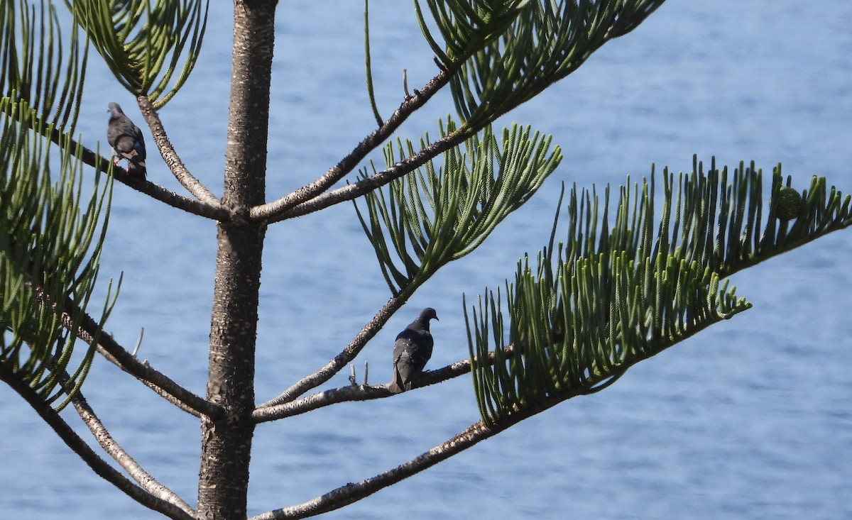 eBird Checklist - 15 Nov 2022 - Two Chimneys Reserve, Two Chimneys Road ...