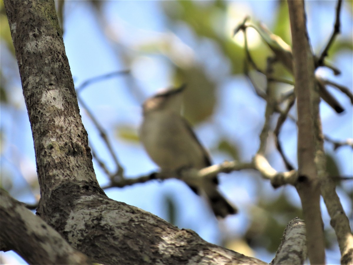 eBird Checklist - 31 Oct 2022 - Cobaki Nature Reserve, Tweed Heads West ...