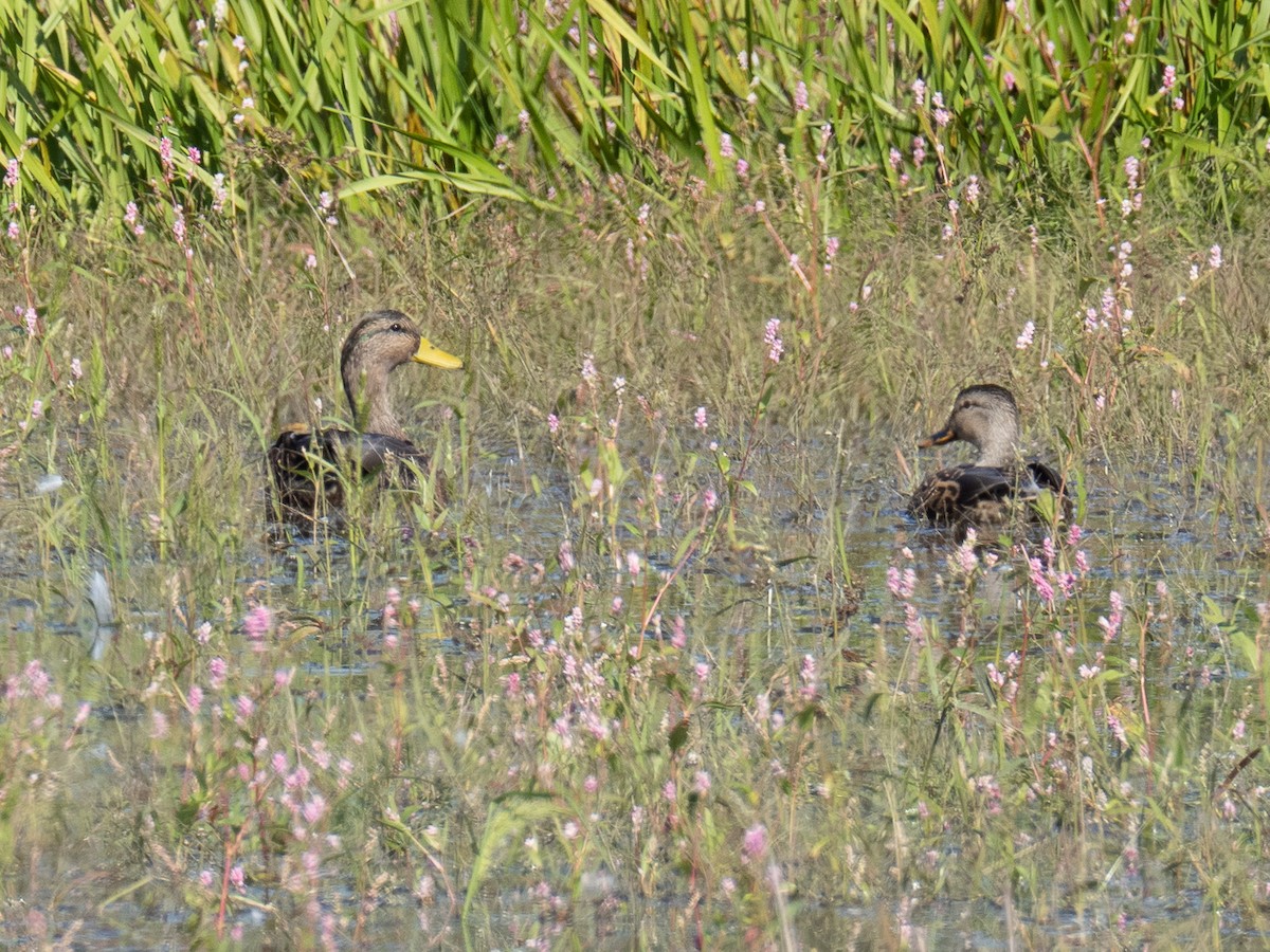 eBird Checklist - 7 Oct 2022 - Wallkill River NWR--Liberty Marsh ...