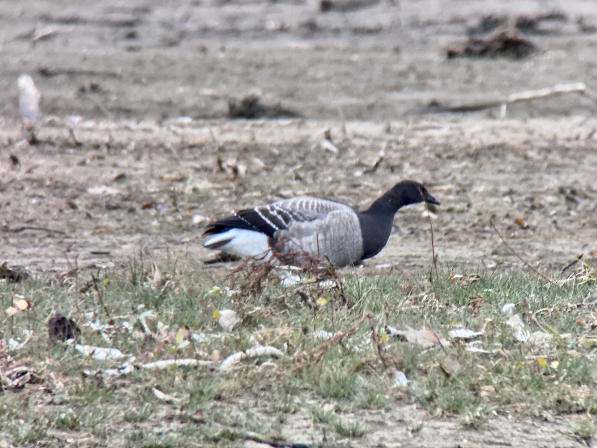 eBird Checklist - 25 Nov 2022 - Presque Isle SP--Gull Pt. - 5 species
