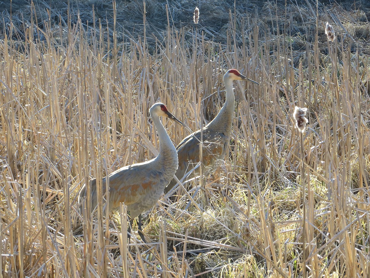 Wisconsin Breeding Bird Atlas Checklist - 10 Mar 2017 - UW Madison ...