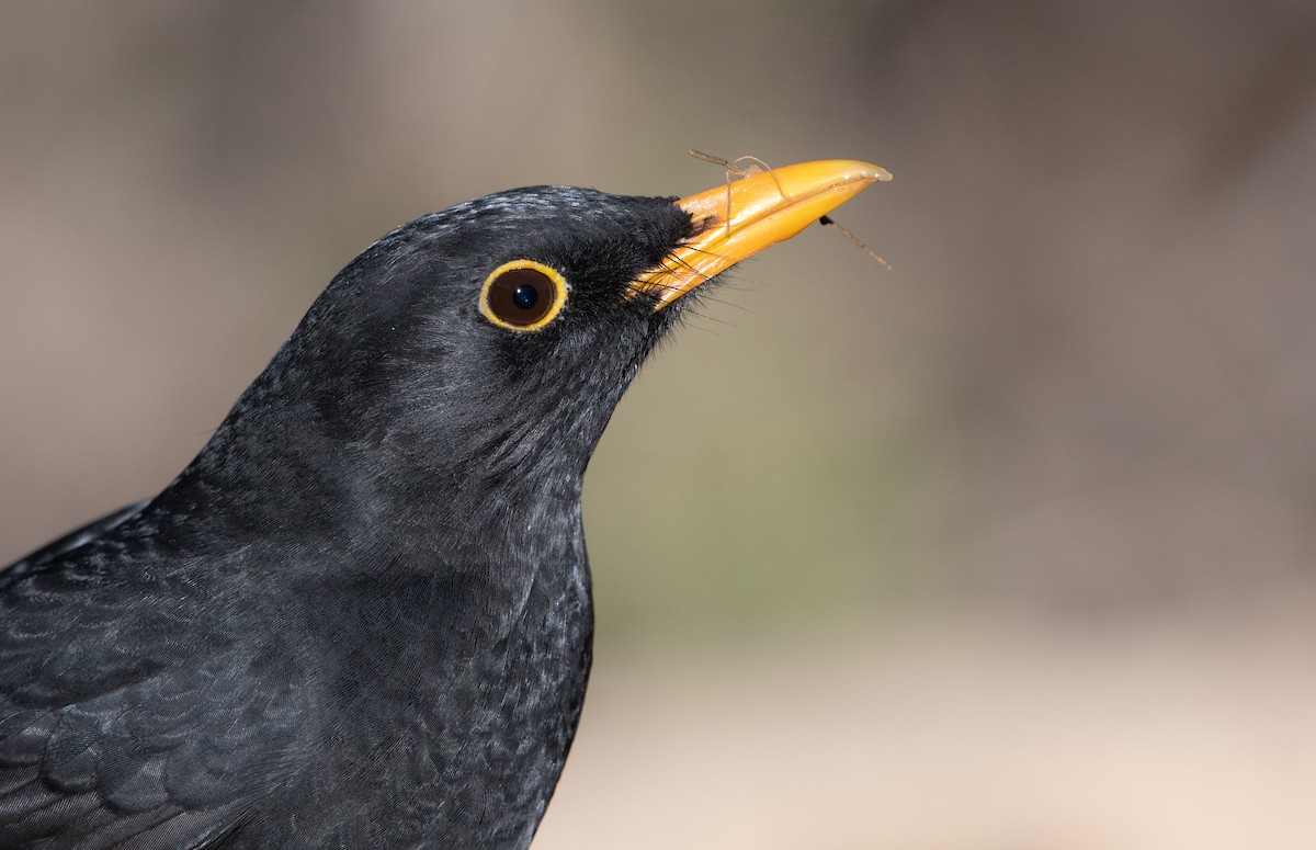 eBird Checklist - 25 Nov 2022 - El Madher - 8 species