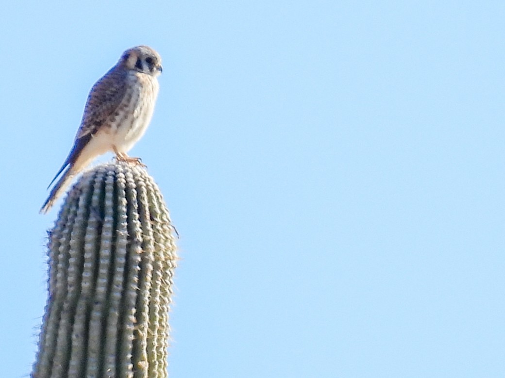 eBird Checklist - 24 Nov 2022 - Coronado National Forest, Tucson US-AZ ...