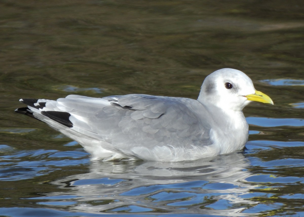 eBird Portugal Checklist - 25 Nov 2022 - Parque da Paz - 8 species