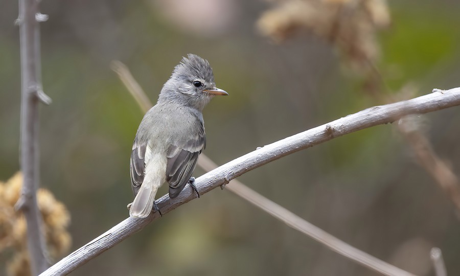 Southern Beardless-Tyrannulet (Southern) - eBird