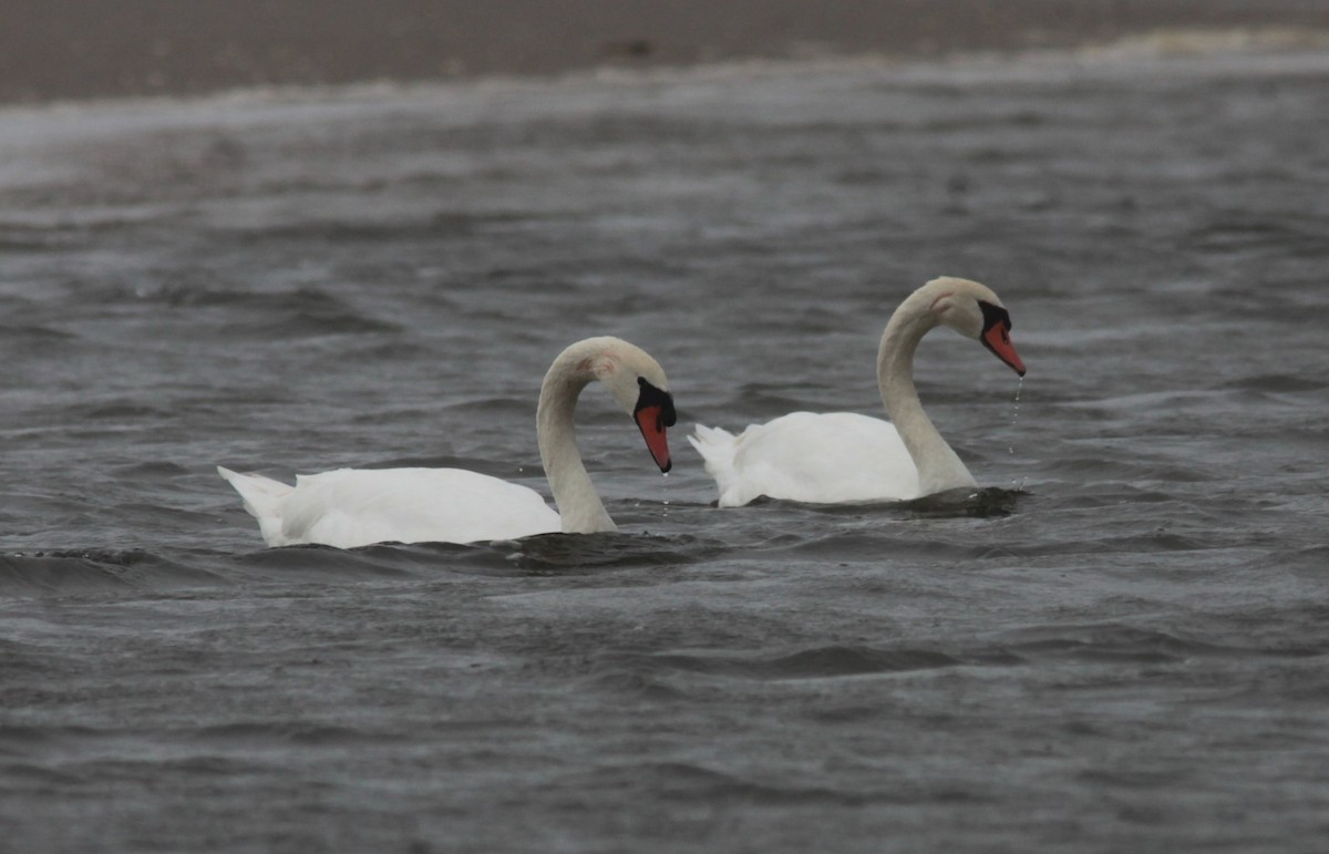 eBird Checklist - 3 Sep 2012 - Sandy Hook--North End - 15 species