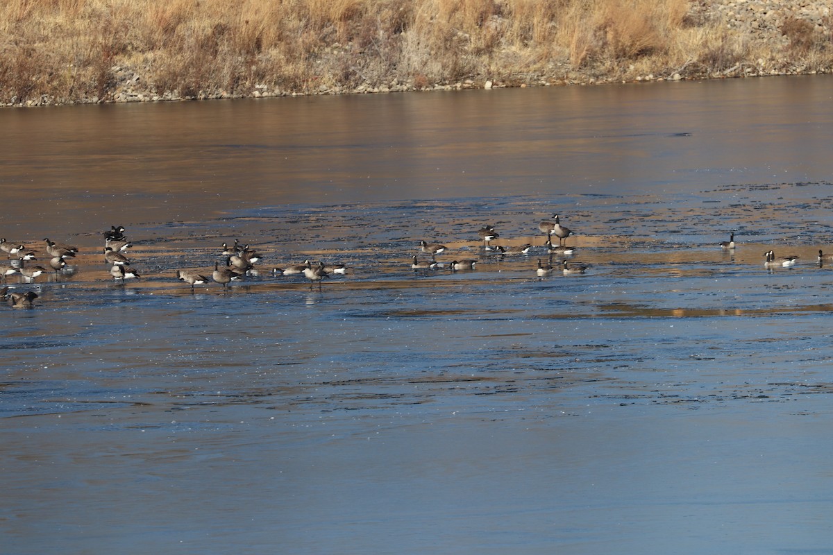 eBird Checklist - 25 Nov 2022 - Bensenville Ditch - 18 species