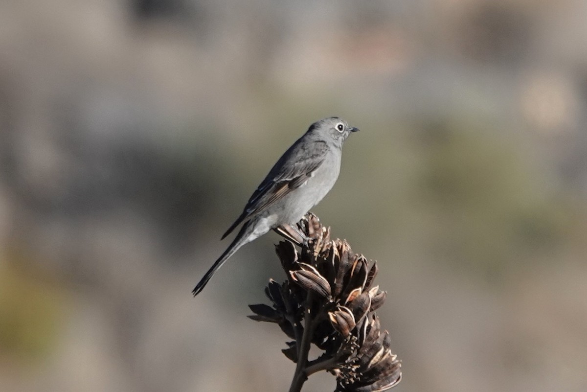 eBird Checklist - 25 Nov 2022 - Peppersauce Canyon - 30 species