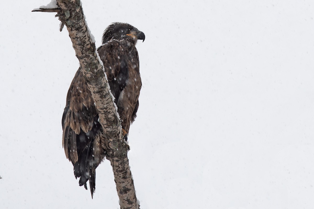 eBird Checklist - 25 Nov 2022 - RNF du cap Tourmente - 32 species