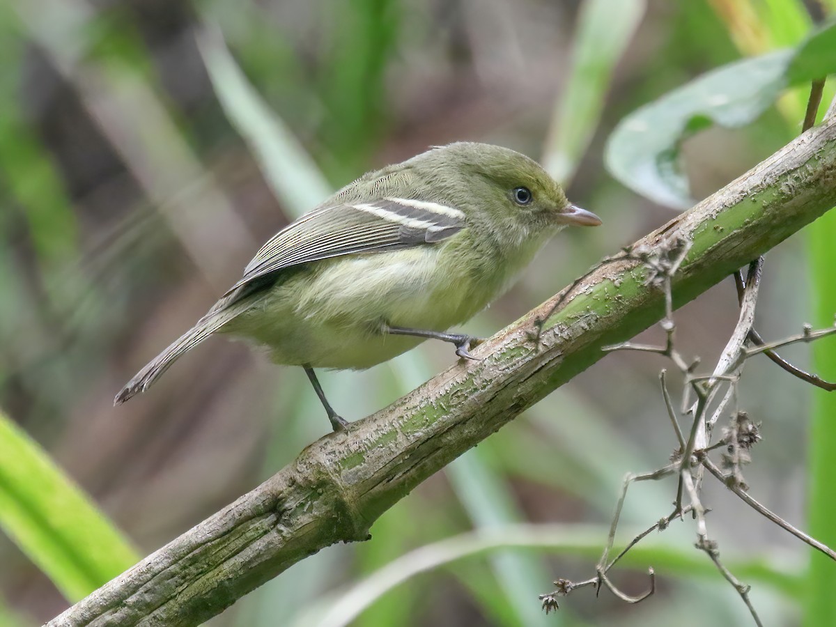 Jamaican Vireo - Vireo modestus - Birds of the World