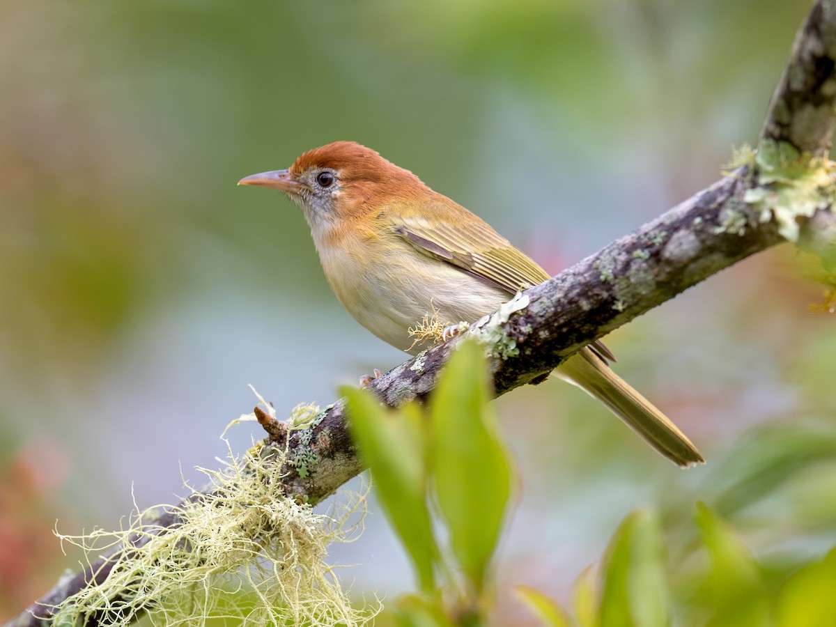 Rufous-naped Greenlet - Pachysylvia semibrunnea - Birds of the World