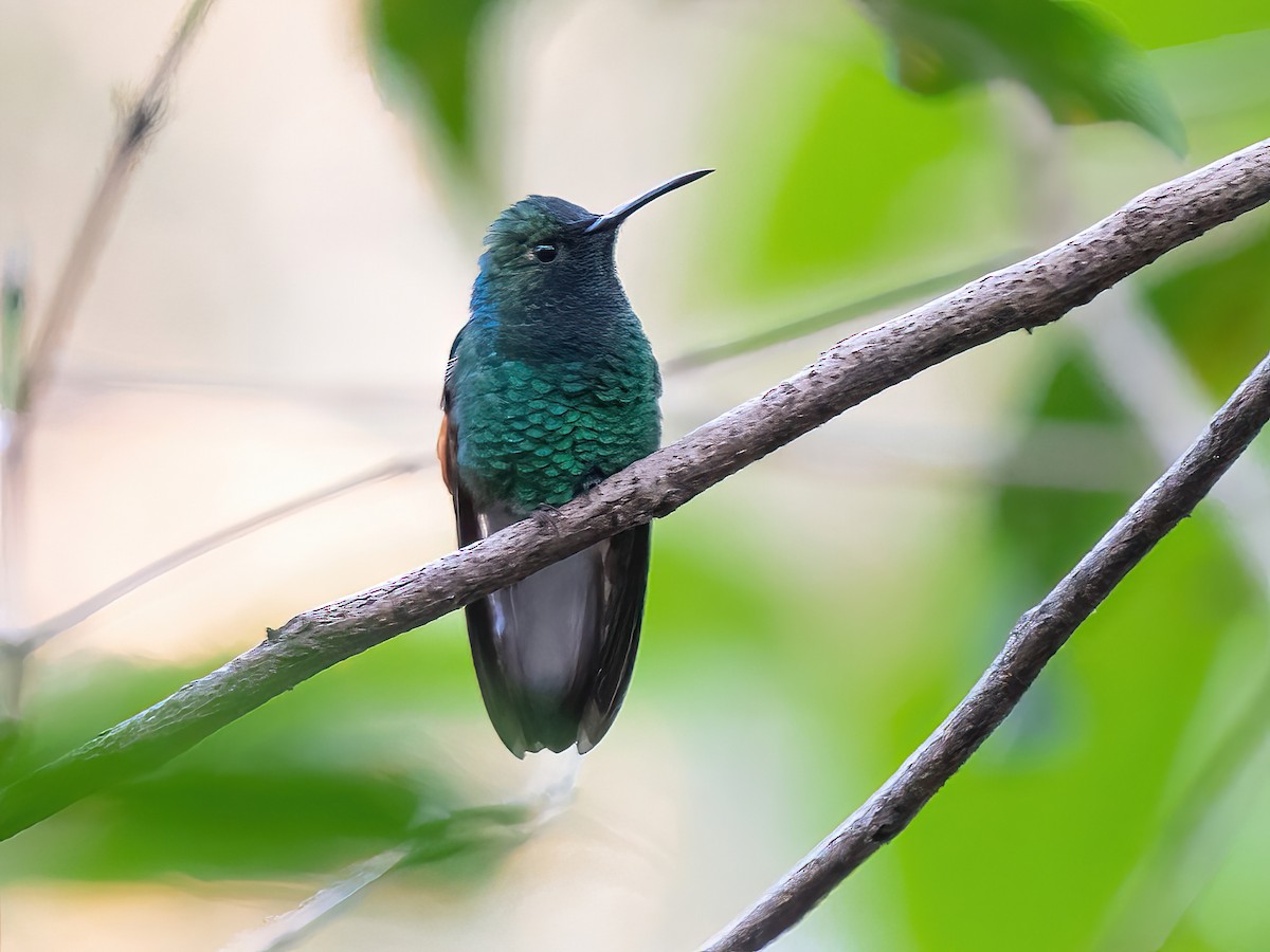White-tailed Hummingbird - Eupherusa poliocerca - Birds of the World