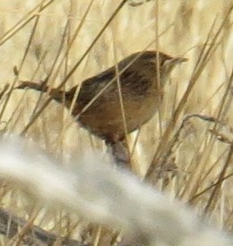 eBird Checklist - 25 Nov 2022 - Piute Ponds (permit required) - 26 species