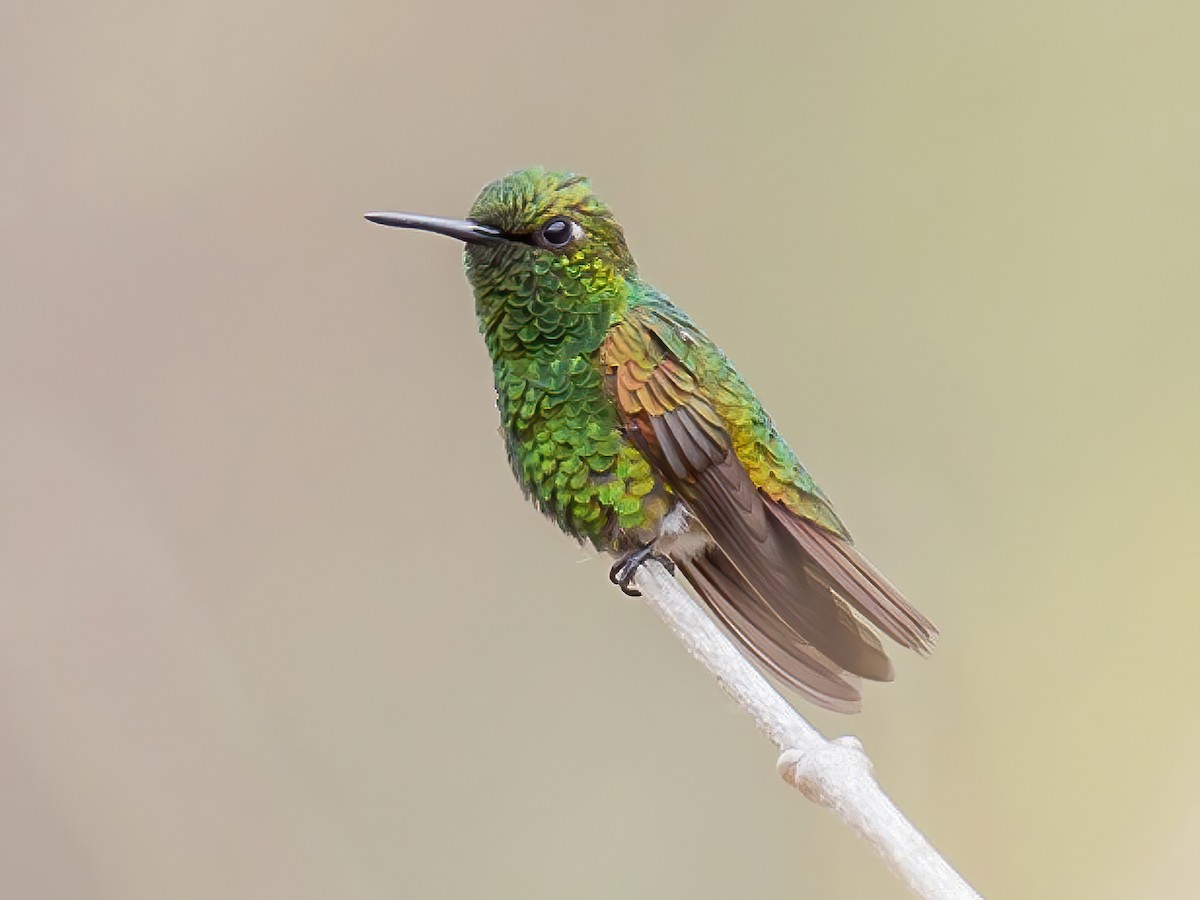 Coppery Emerald - Chlorostilbon russatus - Birds of the World