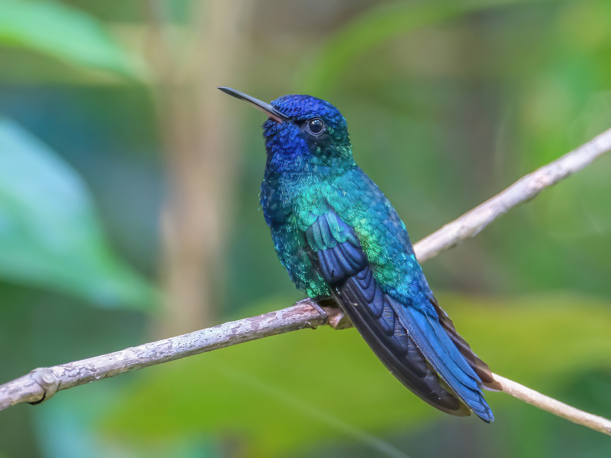 Blue-headed Hummingbird - Riccordia bicolor - Birds of the World