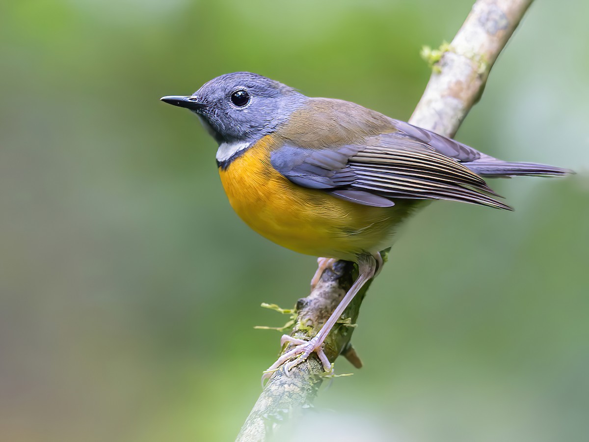 Swynnerton's Robin - Swynnertonia swynnertoni - Birds of the World