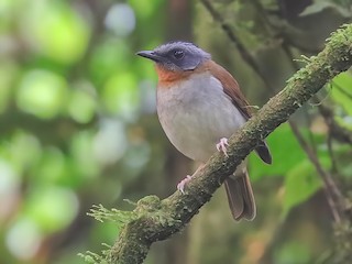 Red-throated Alethe - Chamaetylas poliophrys - Birds of the World