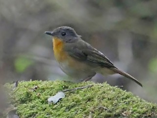 Lowland Akalat - Sheppardia cyornithopsis - Birds of the World