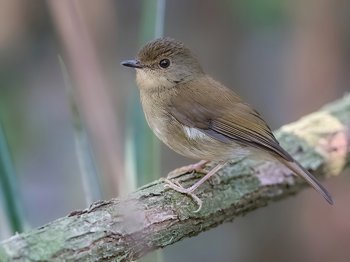 Gabela Akalat - Sheppardia gabela - Birds of the World